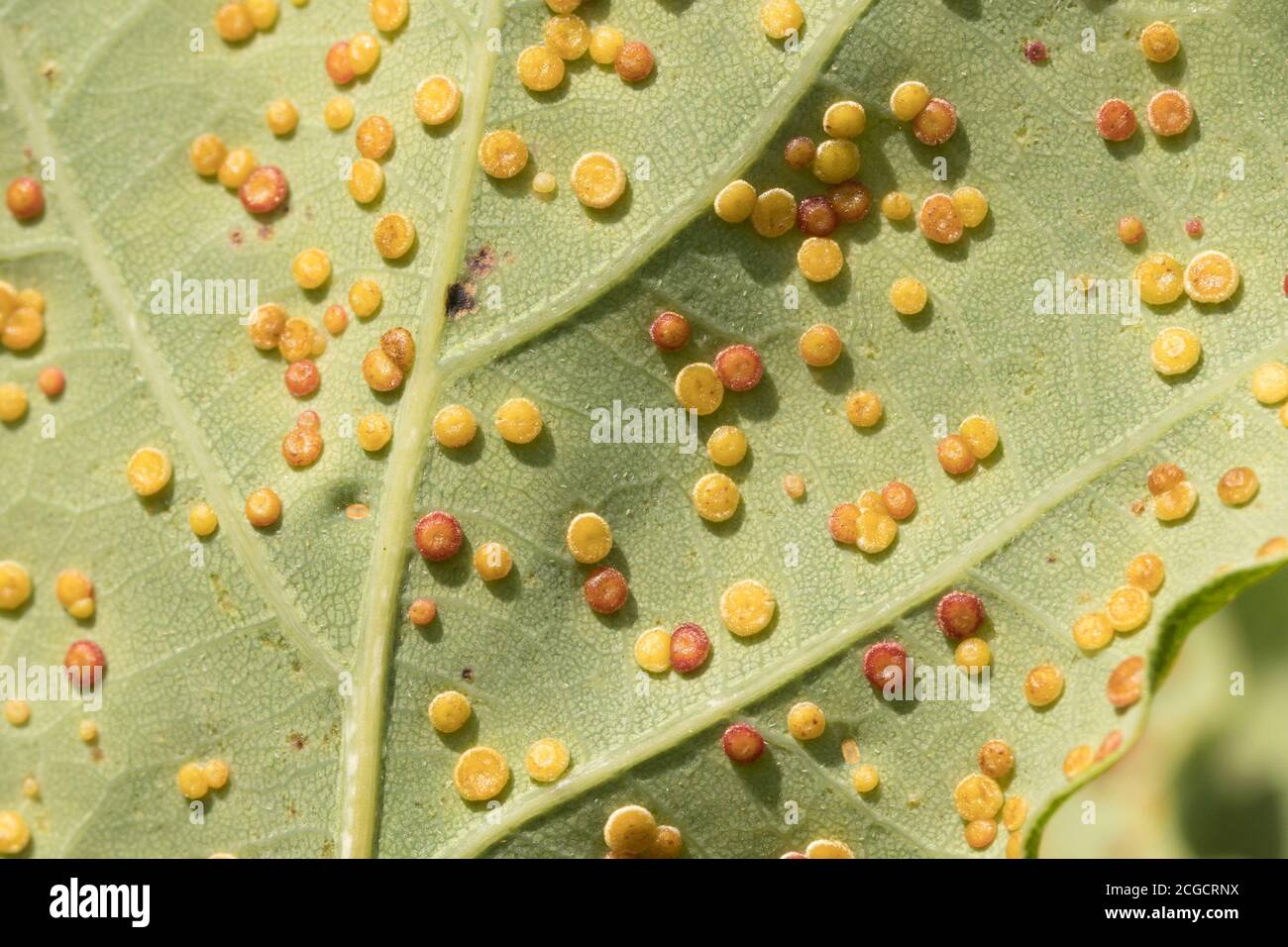 Galls formed by silk button gall wasp (Neuroterus numismalis) on oak ...