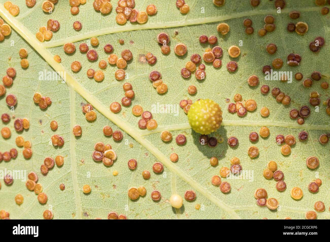 Galls formed by silk button gall wasp (Neuroterus numismalis) and ...