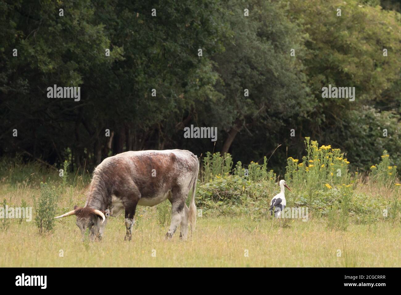 Longhorn cattle west sussex hi-res stock photography and images - Alamy