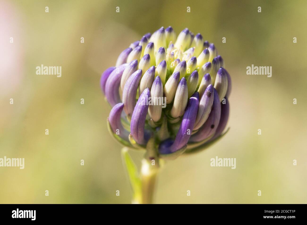 Round-headed rampion (Phyteuma orbiculare) beginning to flower on the ...