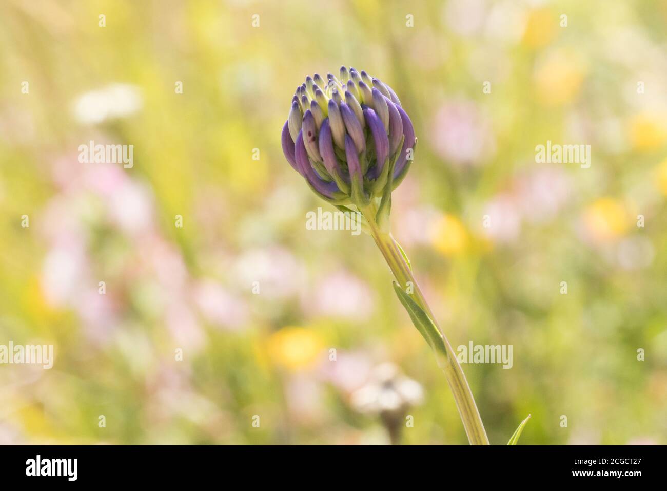 Round-headed rampion (Phyteuma orbiculare) beginning to flower on the ...