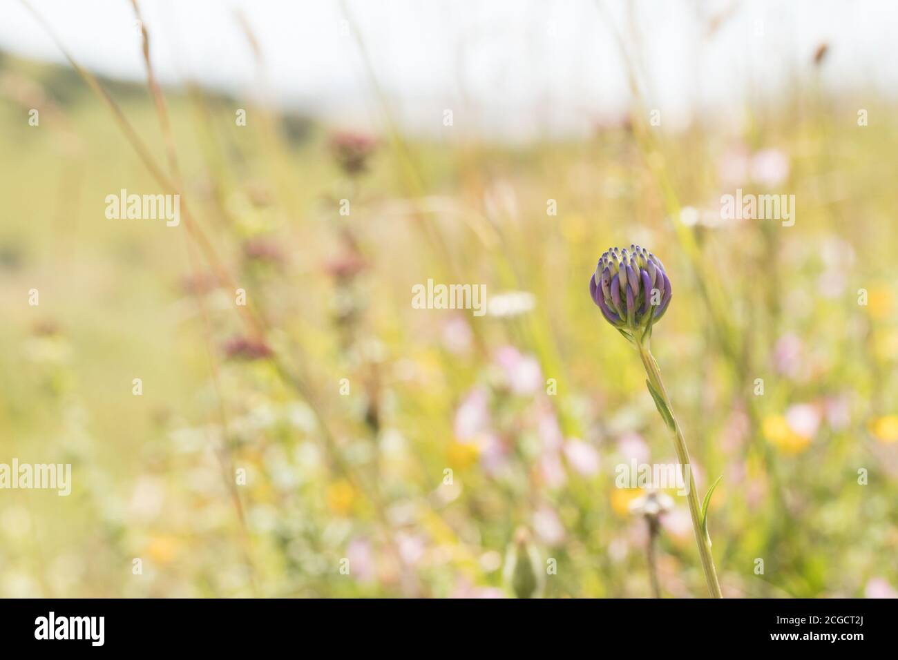 Round-headed rampion (Phyteuma orbiculare) beginning to flower on the ...