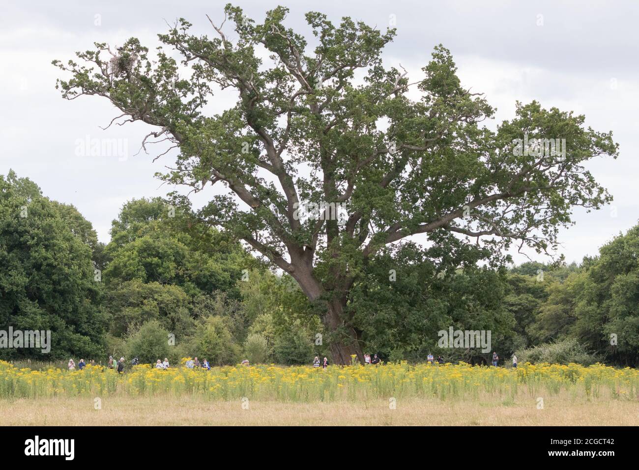 Visitors to the Knepp Estate observe white stork (Ciconia ciconia) nest ...