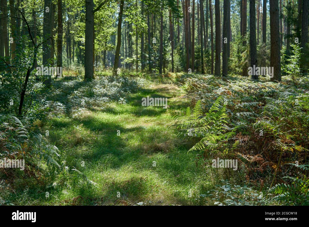 Central european pine forest hi-res stock photography and images - Alamy