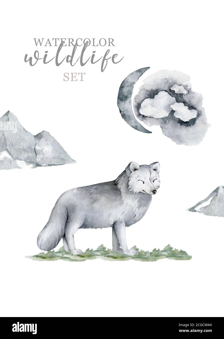 Hand drawn watercolor realistic white wolf. Wildlife animal ...