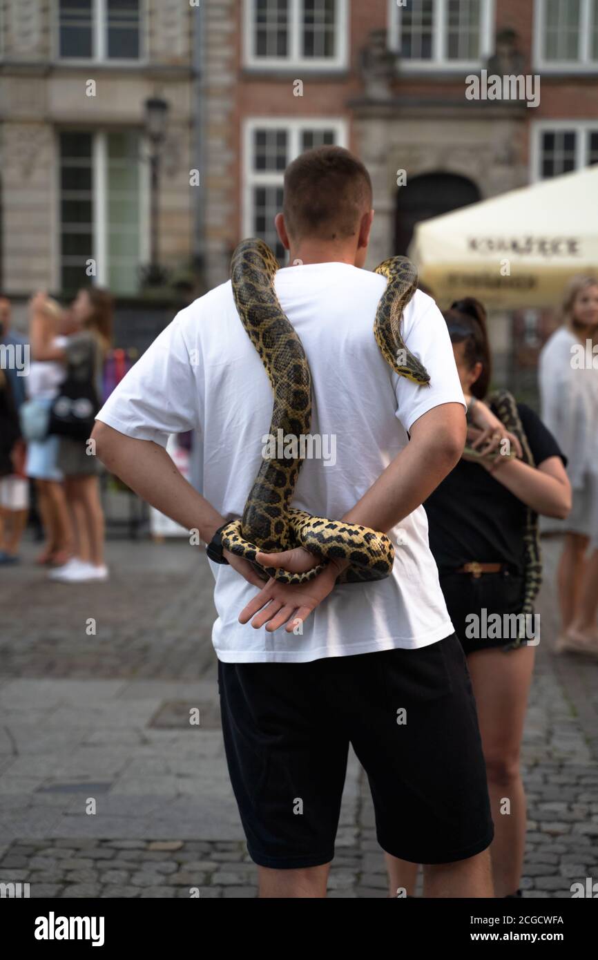 Gdansk, North Poland - August 15, 2020: A man carrying a reptile snake ...
