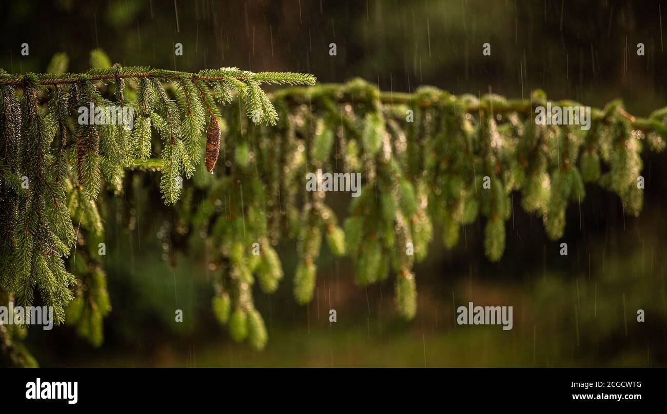 Telephoto lens compressed image of a pine tree with shining water drops ...
