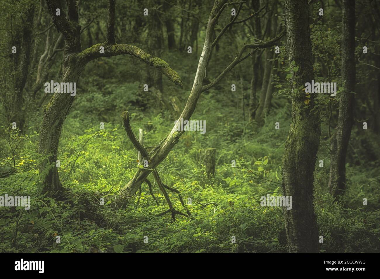 Swineholes wood. Vibrant green moody, ethereal UK forest woodland trees ...