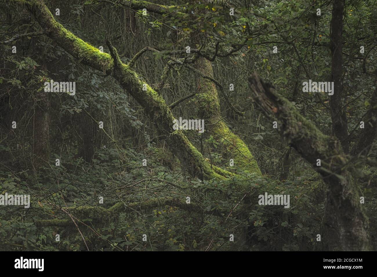 Eerie forest hi-res stock photography and images - Alamy