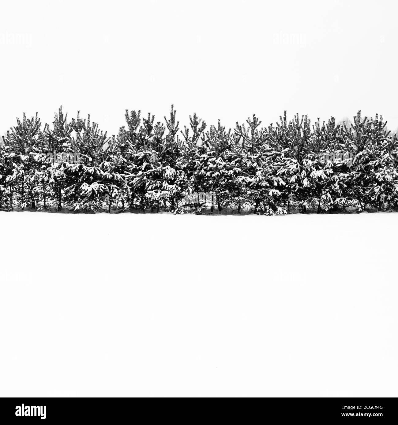 Black and white winter landscape, snowy winter trees. Winter snowy day ...