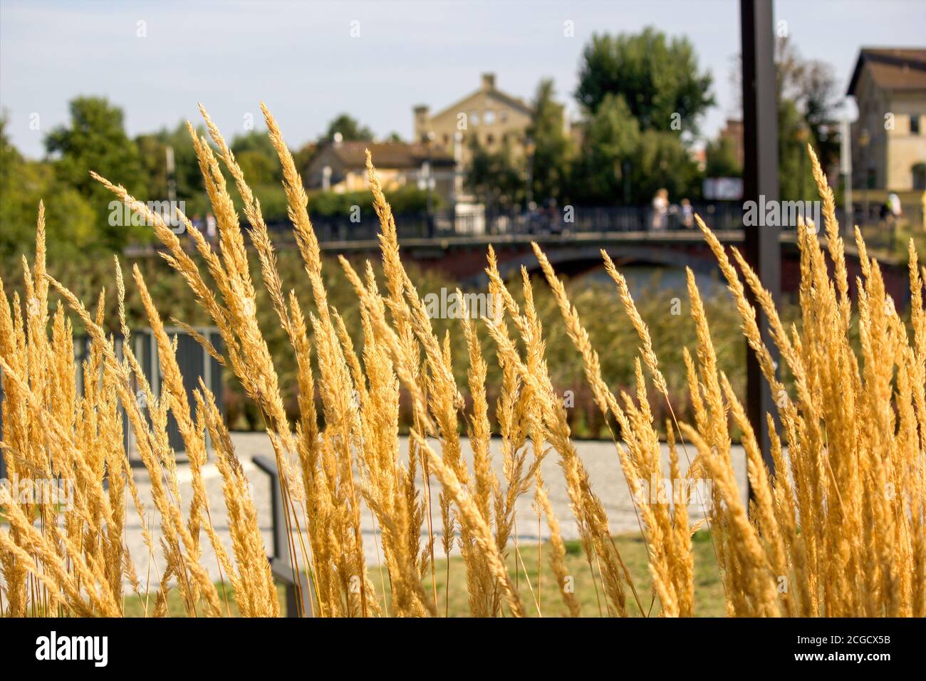 Real gold grain hi-res stock photography and images - Alamy
