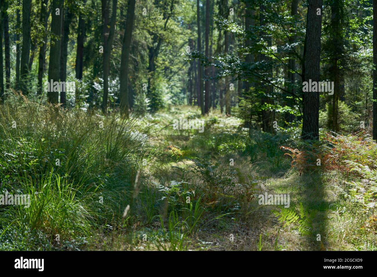 Central European coniferous forest Stock Photo - Alamy