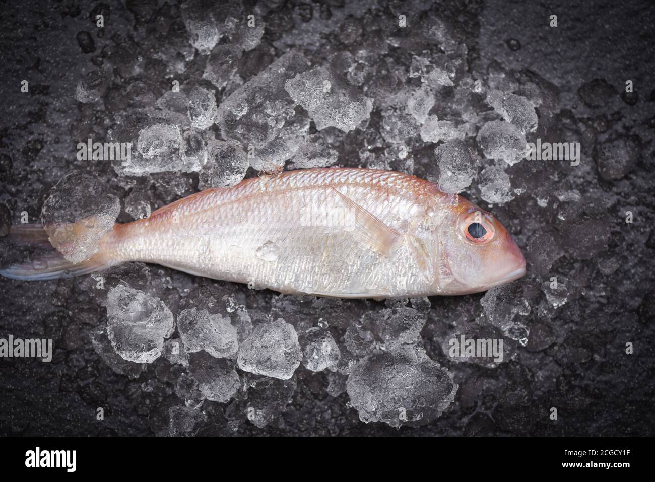 Fresh fish on ice market / Raw sea bream seafood fish frozen Stock ...