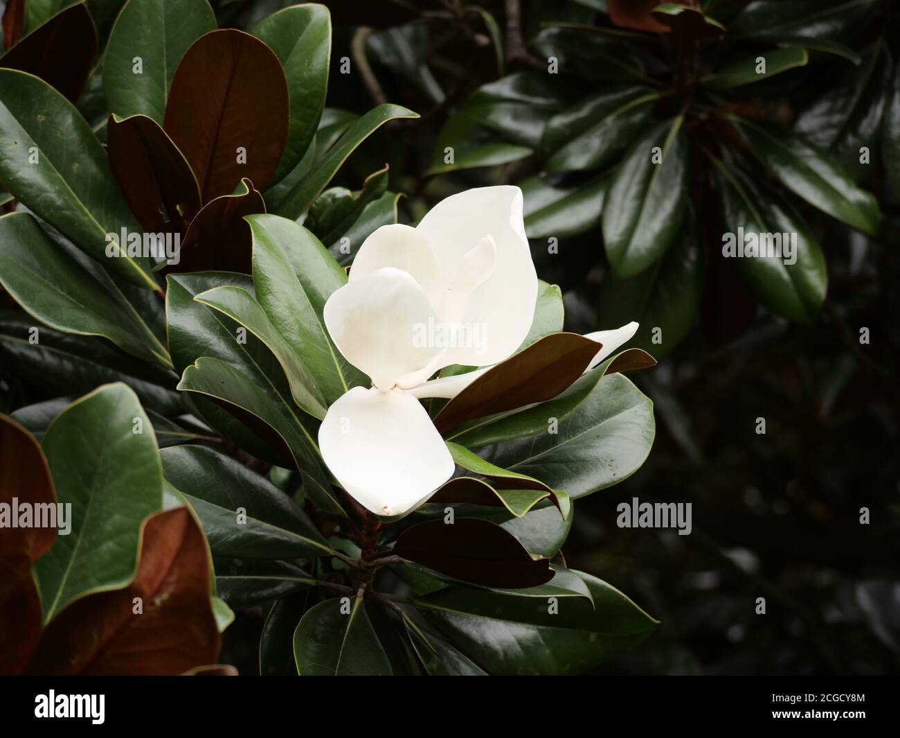 Anchorage kentucky hi-res stock photography and images - Alamy