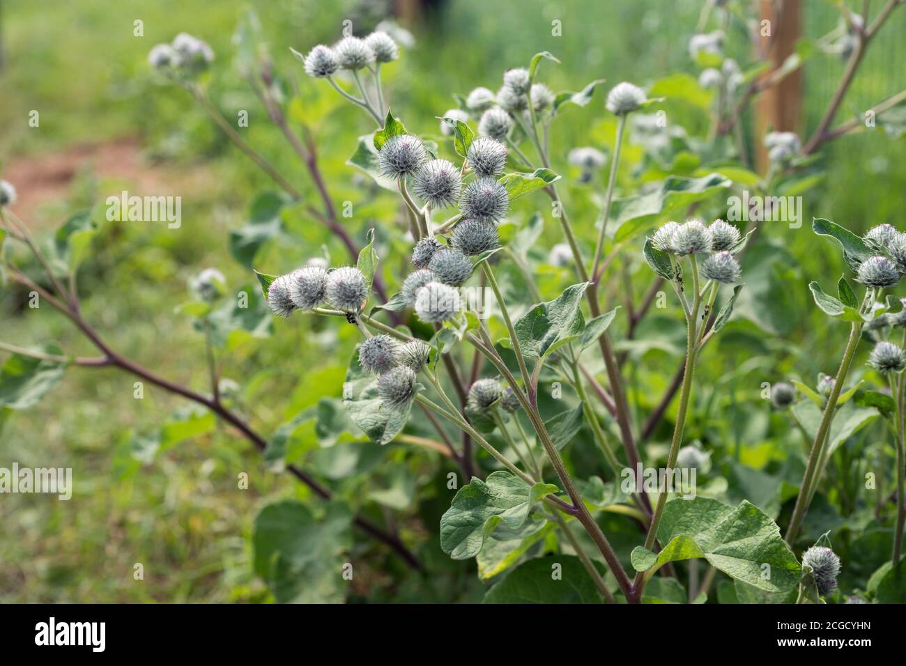Burdock plant hi-res stock photography and images - Alamy