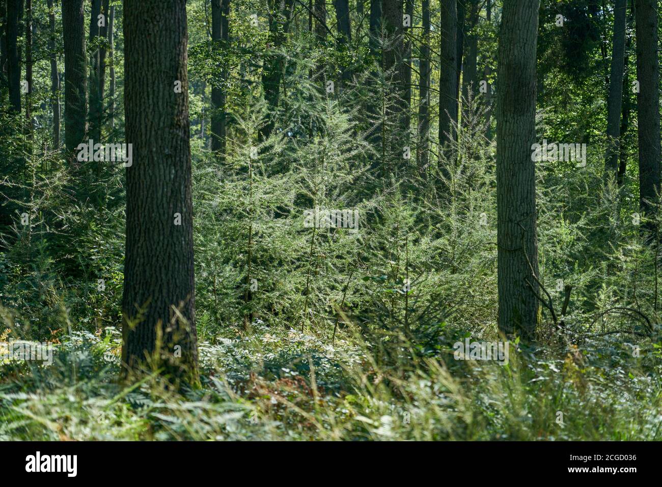 Central european pine forest hi-res stock photography and images - Alamy
