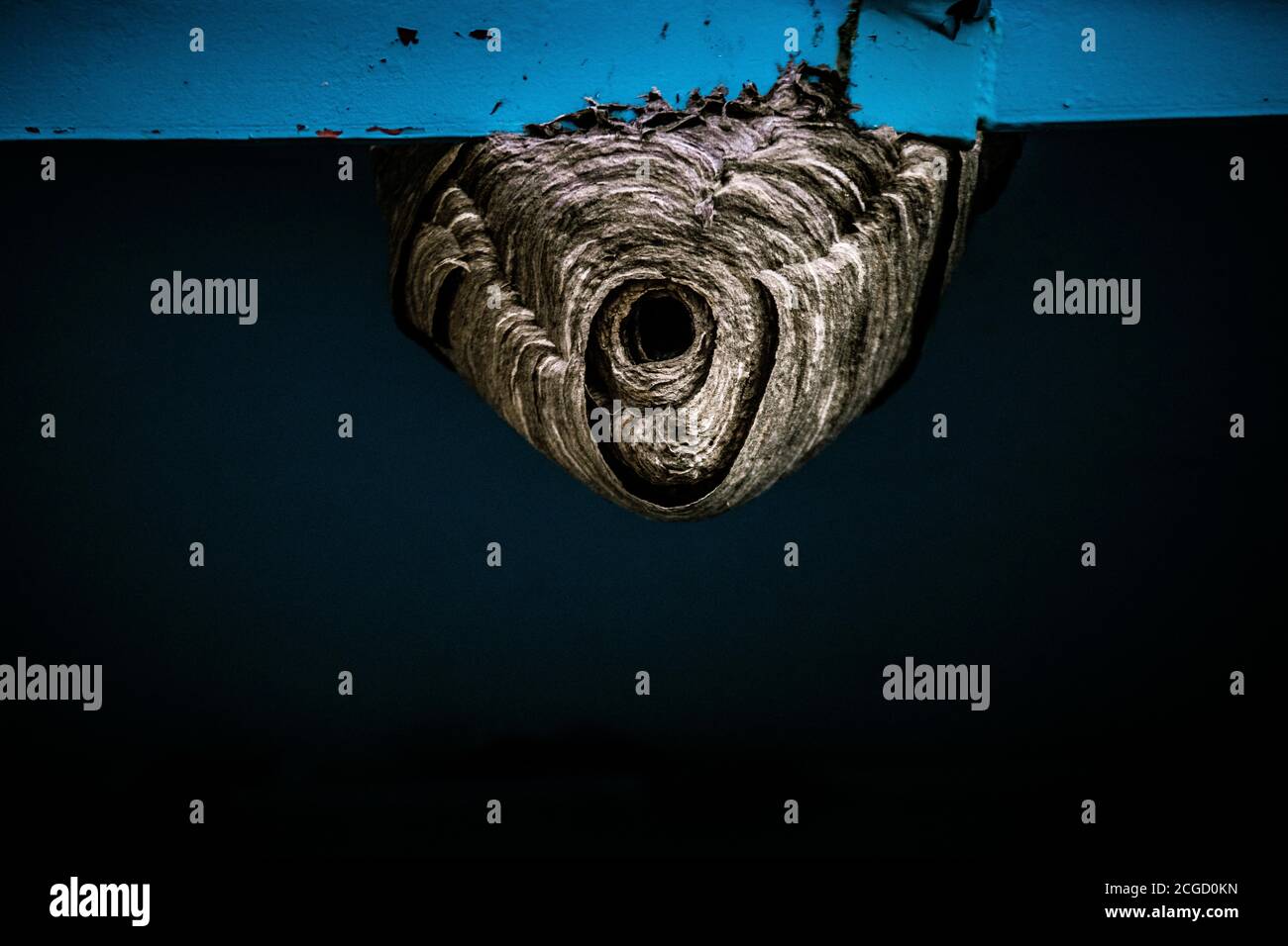 Empty wasp nest hi-res stock photography and images - Alamy