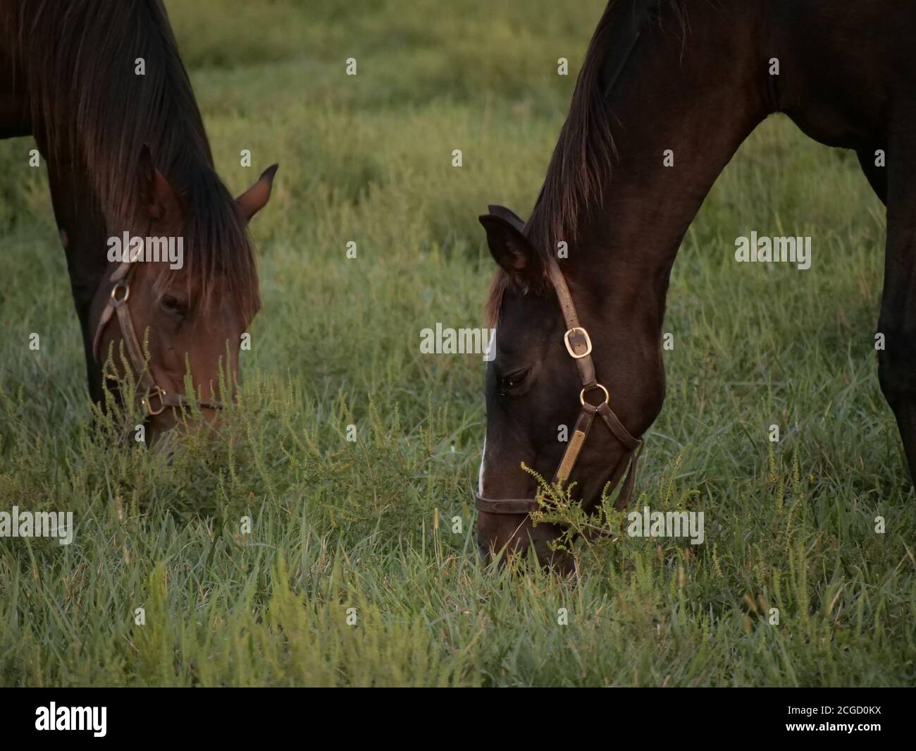 Multiple horses hi-res stock photography and images - Alamy