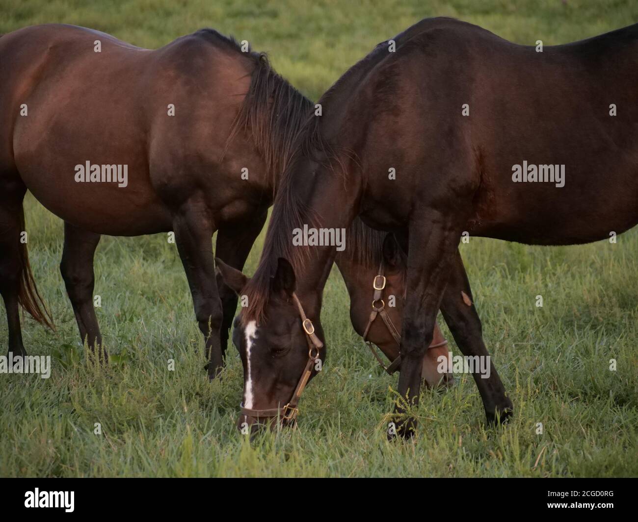 Multiple horses hi-res stock photography and images - Alamy