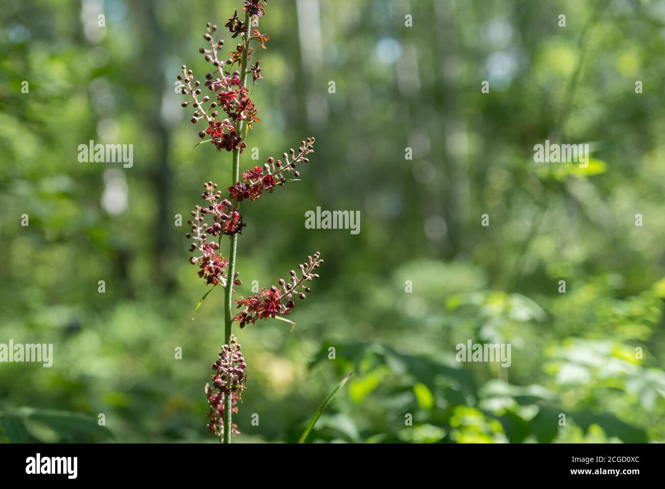 Black false hellebore veratrum nigrum hi-res stock photography and images - Alamy