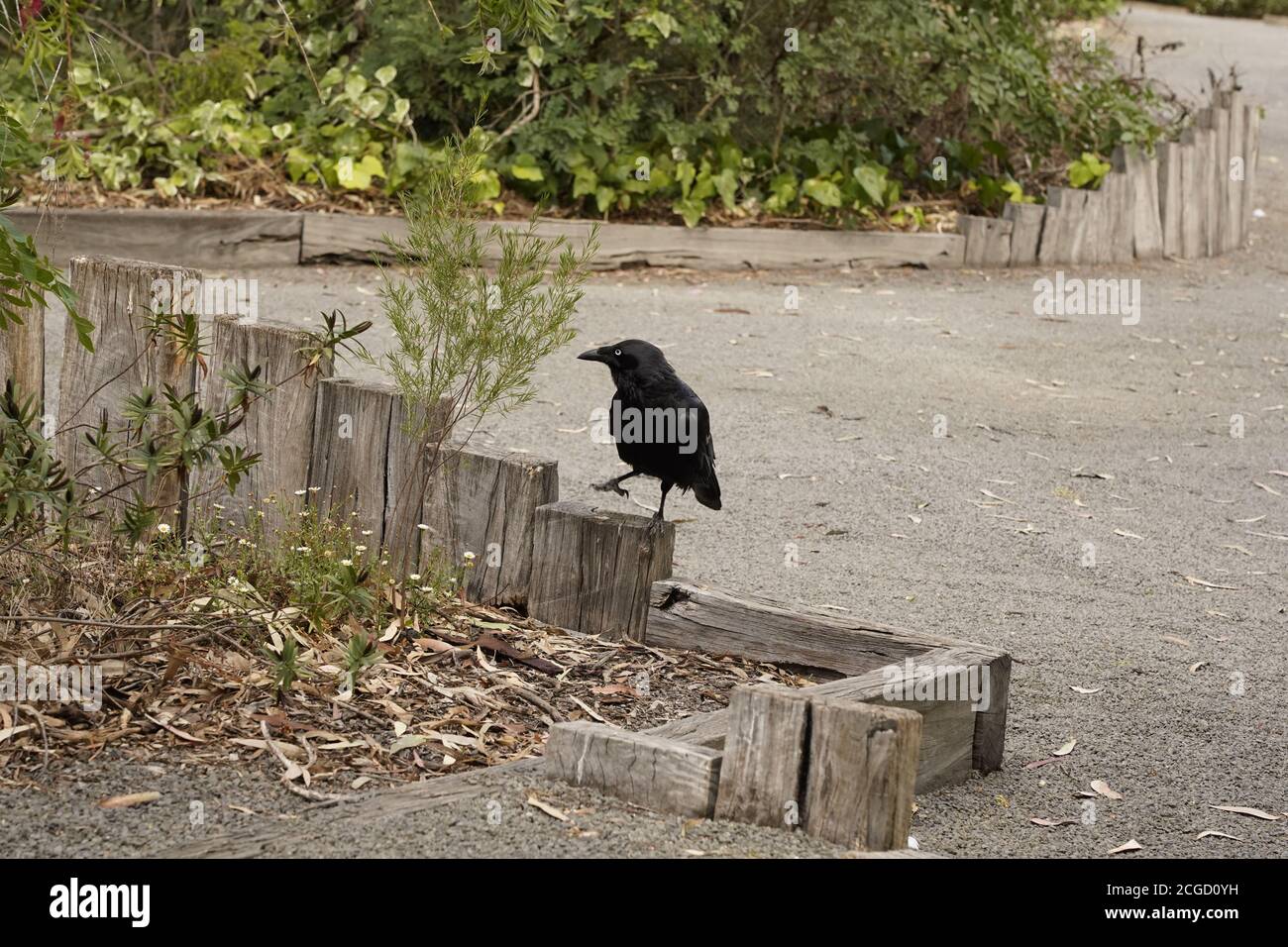 Australian raven with blue eye visiting Australian garden Stock Photo ...