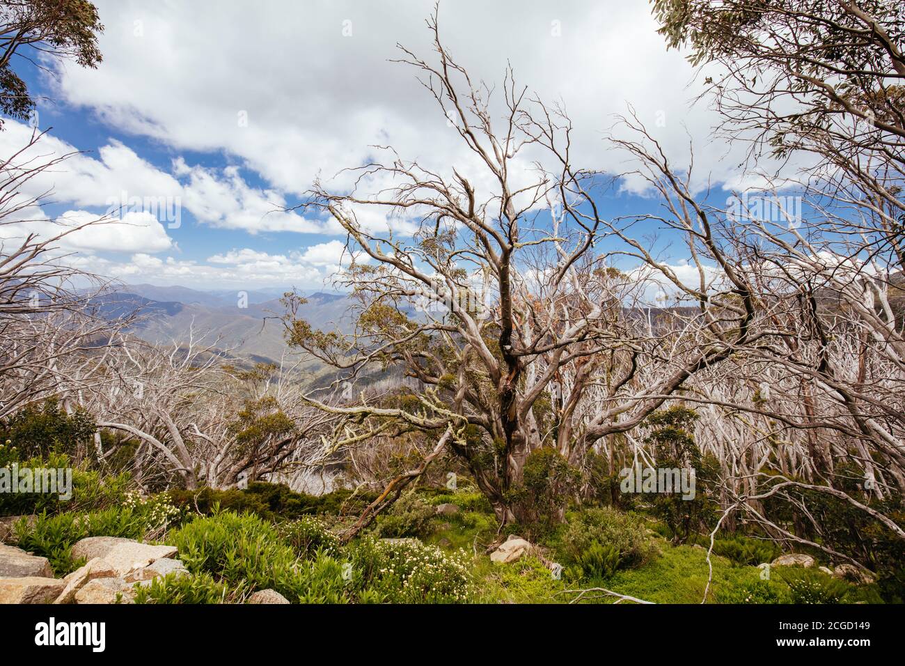 Mount Buller Flora in Australia Stock Photo - Alamy