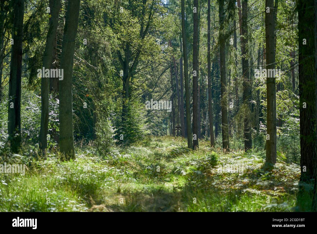 Central european pine forest hi-res stock photography and images - Alamy