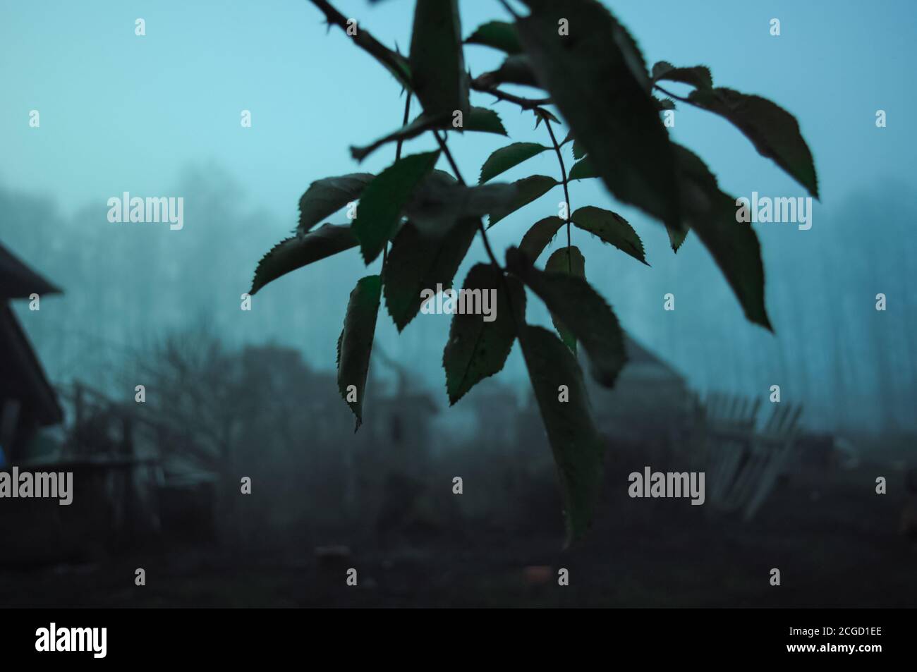 Misty background hi-res stock photography and images - Alamy