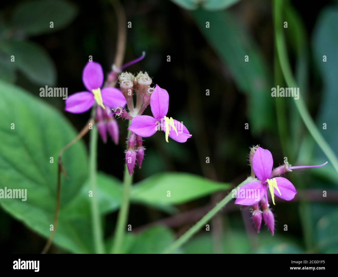 Light pink color flower of a wild plant from Western Ghats, selective ...