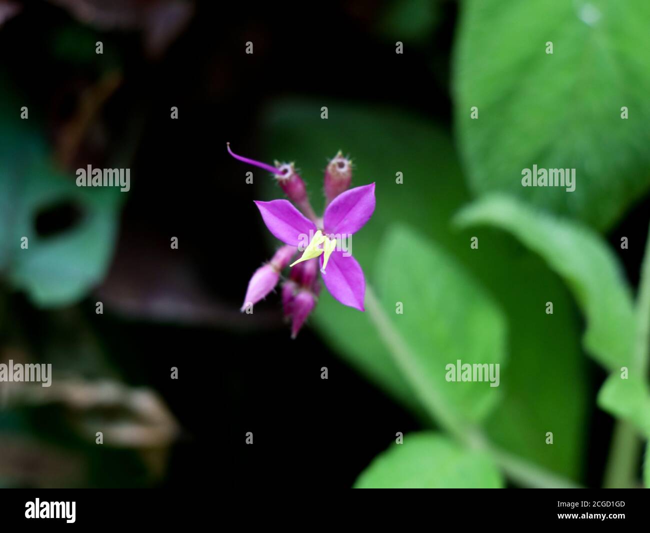 Light pink color flower of a wild plant from Western Ghats, selective ...