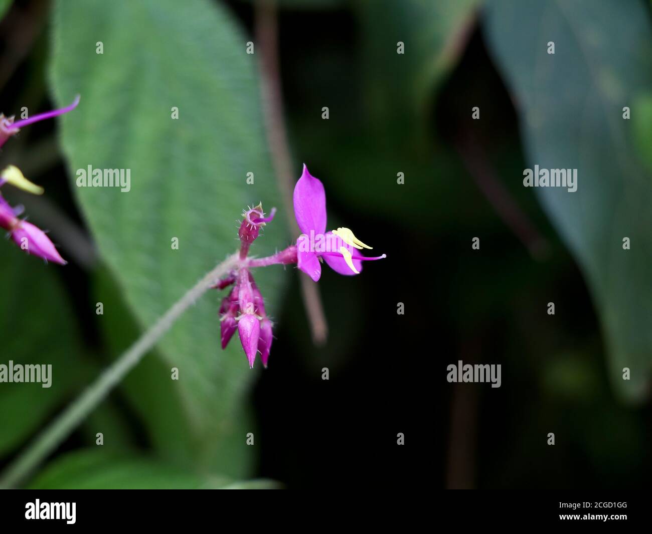 Light pink color flower of a wild plant from Western Ghats, selective ...