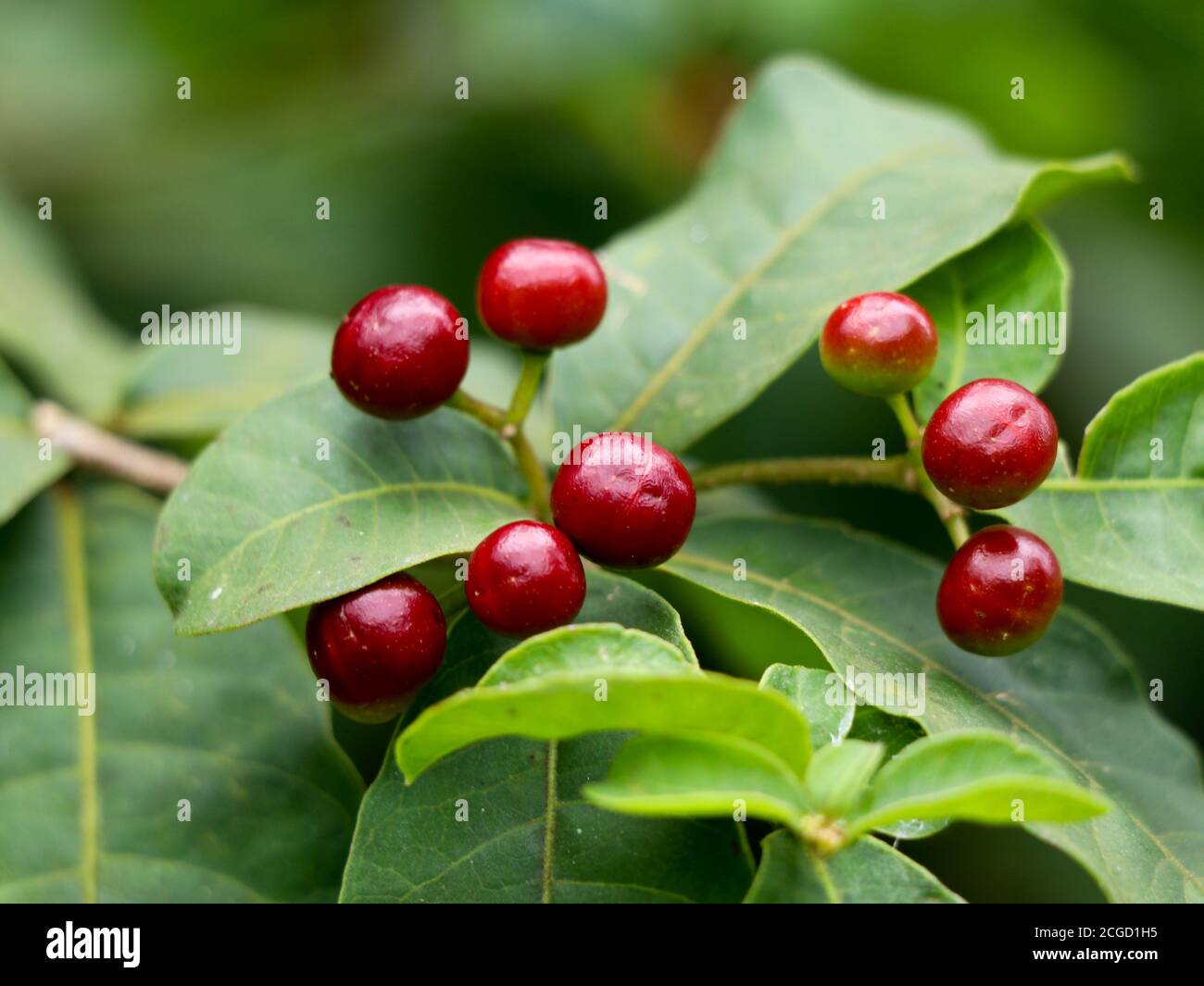 Ripe red color seeds of a wild bush from Western Ghats, selective focus ...