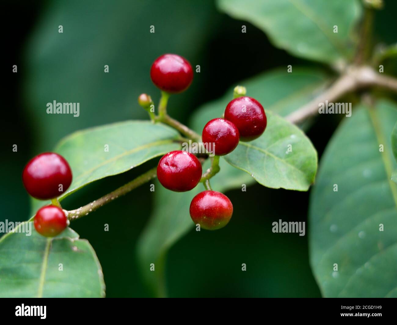 Ripe red color seeds of a wild bush from Western Ghats, selective focus ...