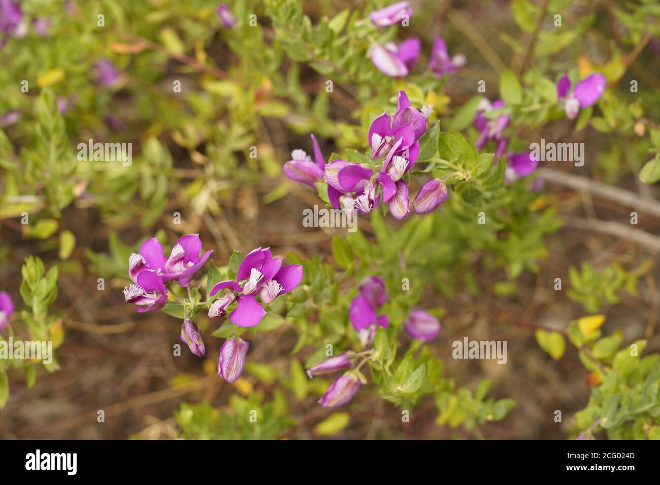 Beautiful purple flowers of the Sweet Pea bush Bendigo, Victoria ...
