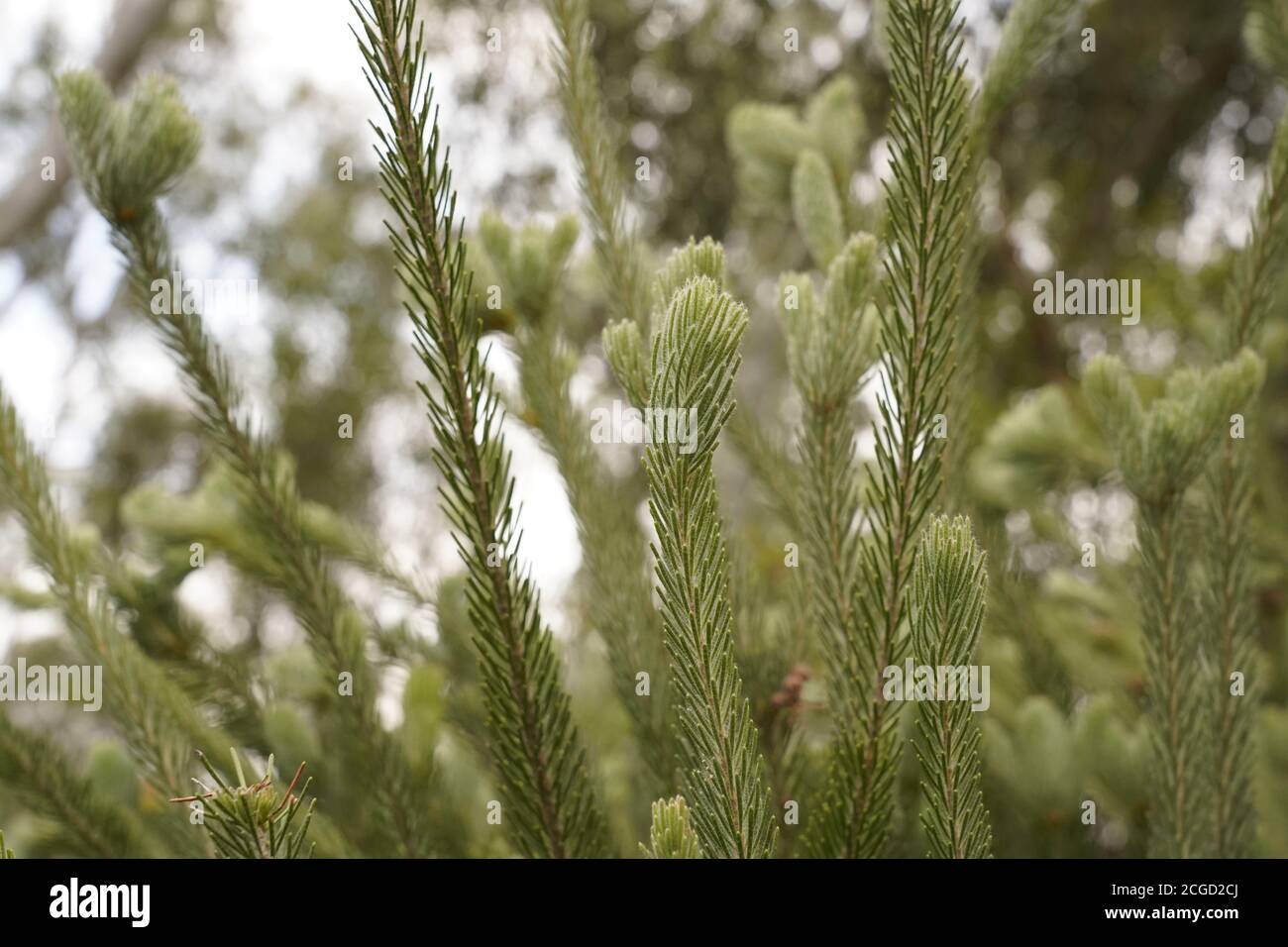 Christmas like Albany Woolly bush tree in the Australian garden Stock ...