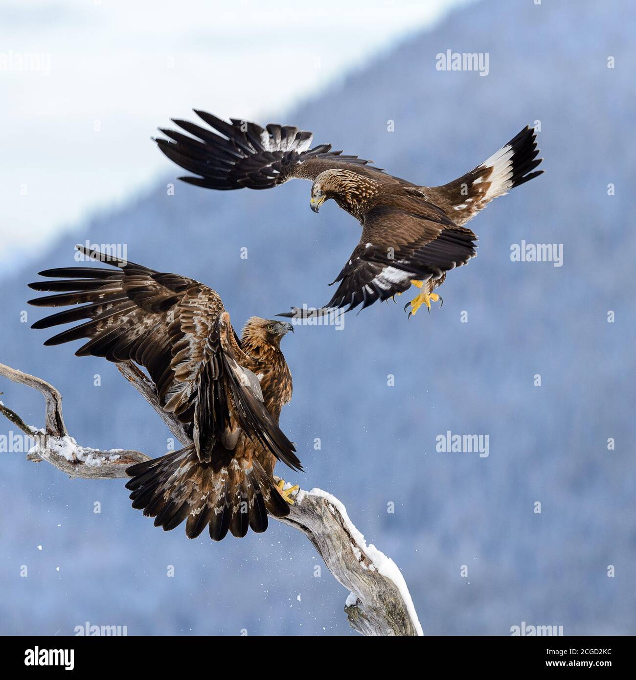 Golden eagle aquila chrysaetos fighting hi-res stock photography and ...