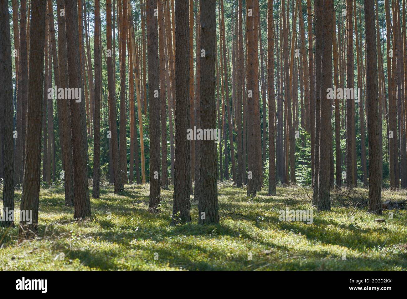 Central European coniferous forest Stock Photo - Alamy