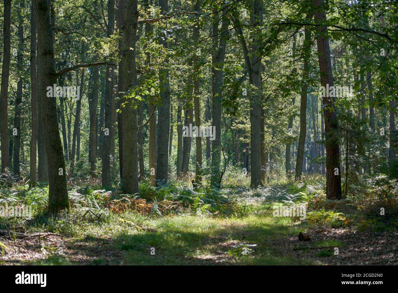 Silent coniferous forest hi-res stock photography and images - Alamy