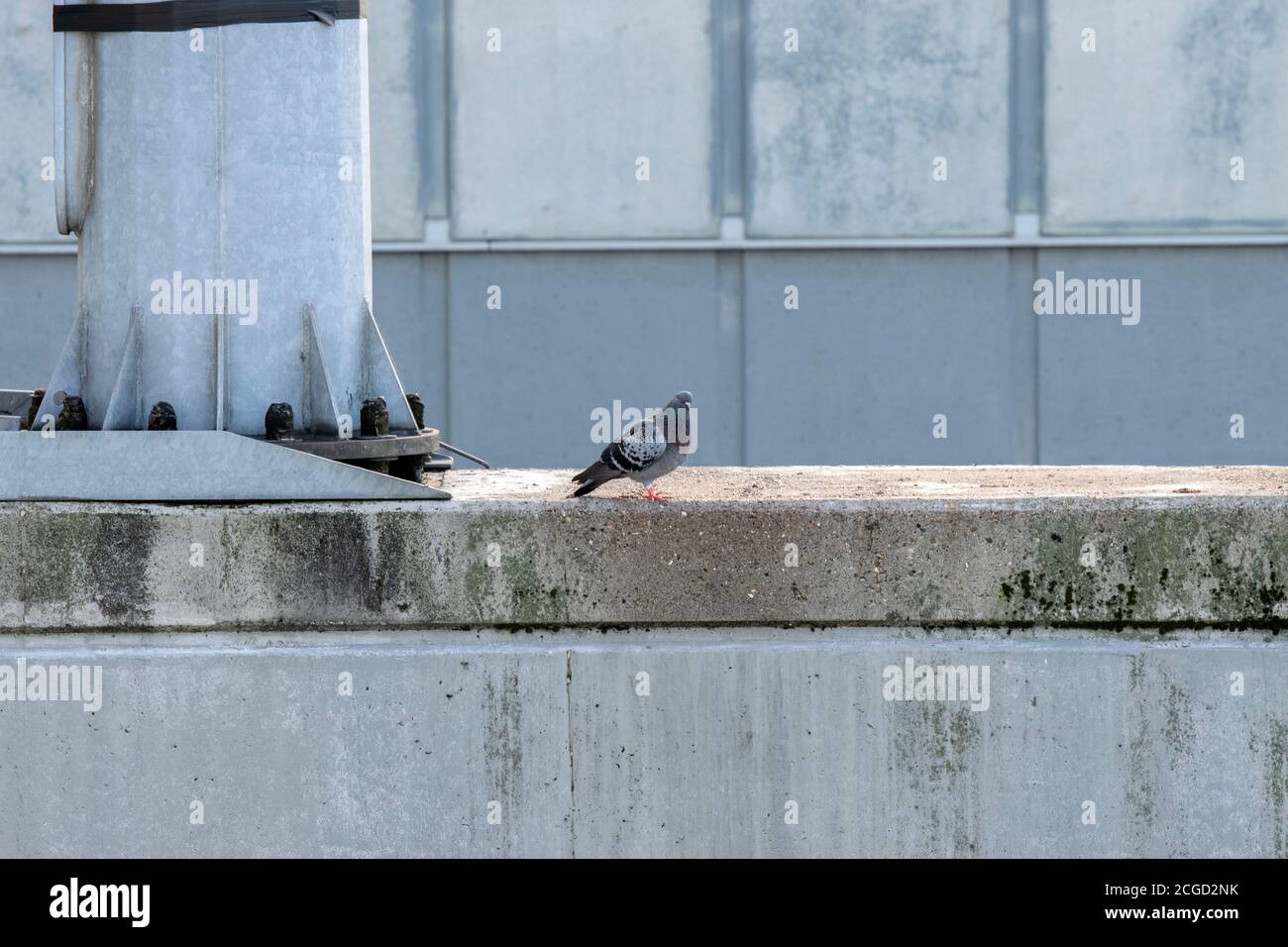 Pigeon In The Middle Of The Frame Stock Photo - Alamy