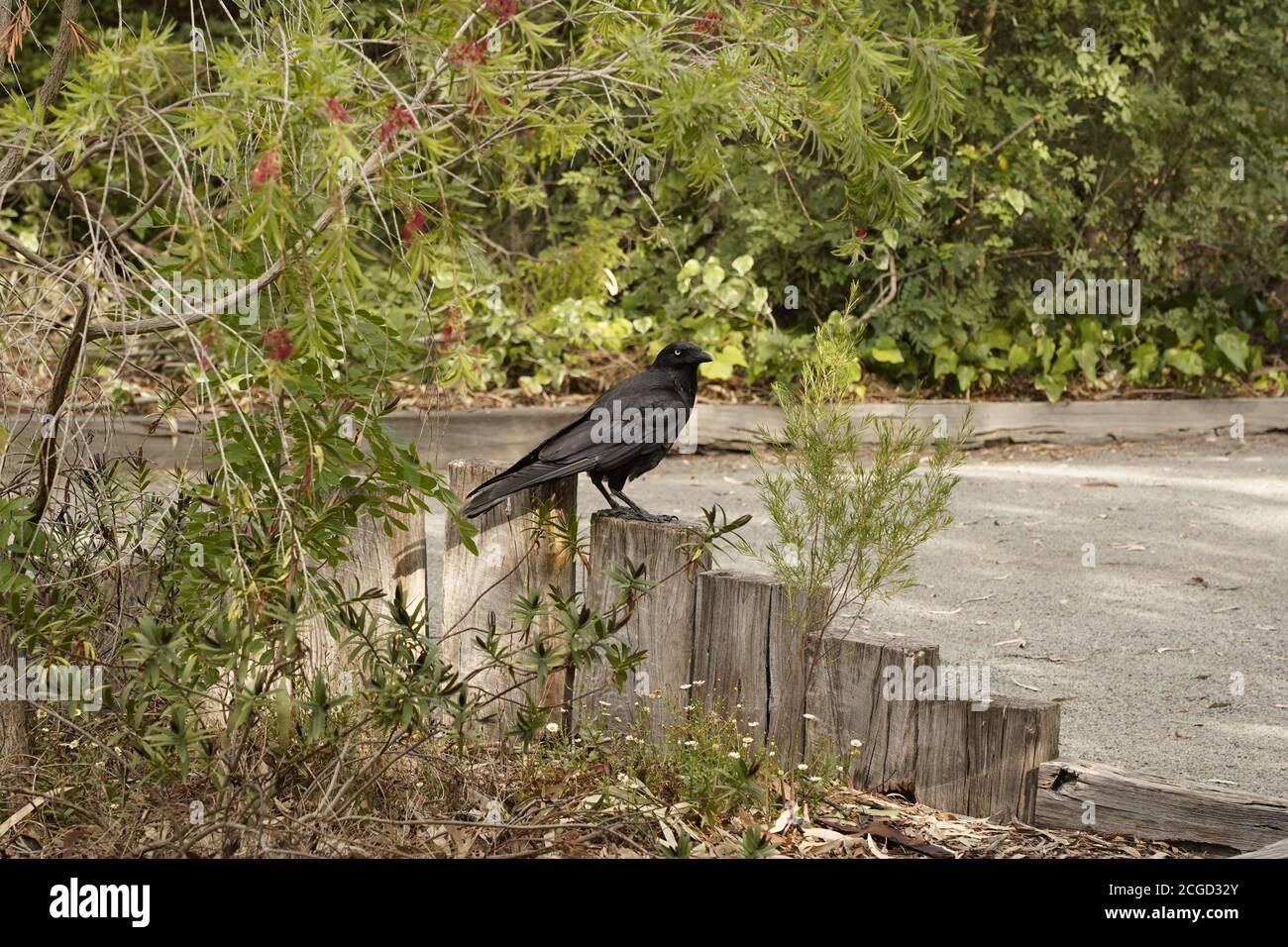 Australian raven with blue eye visiting Australian garden Stock Photo ...