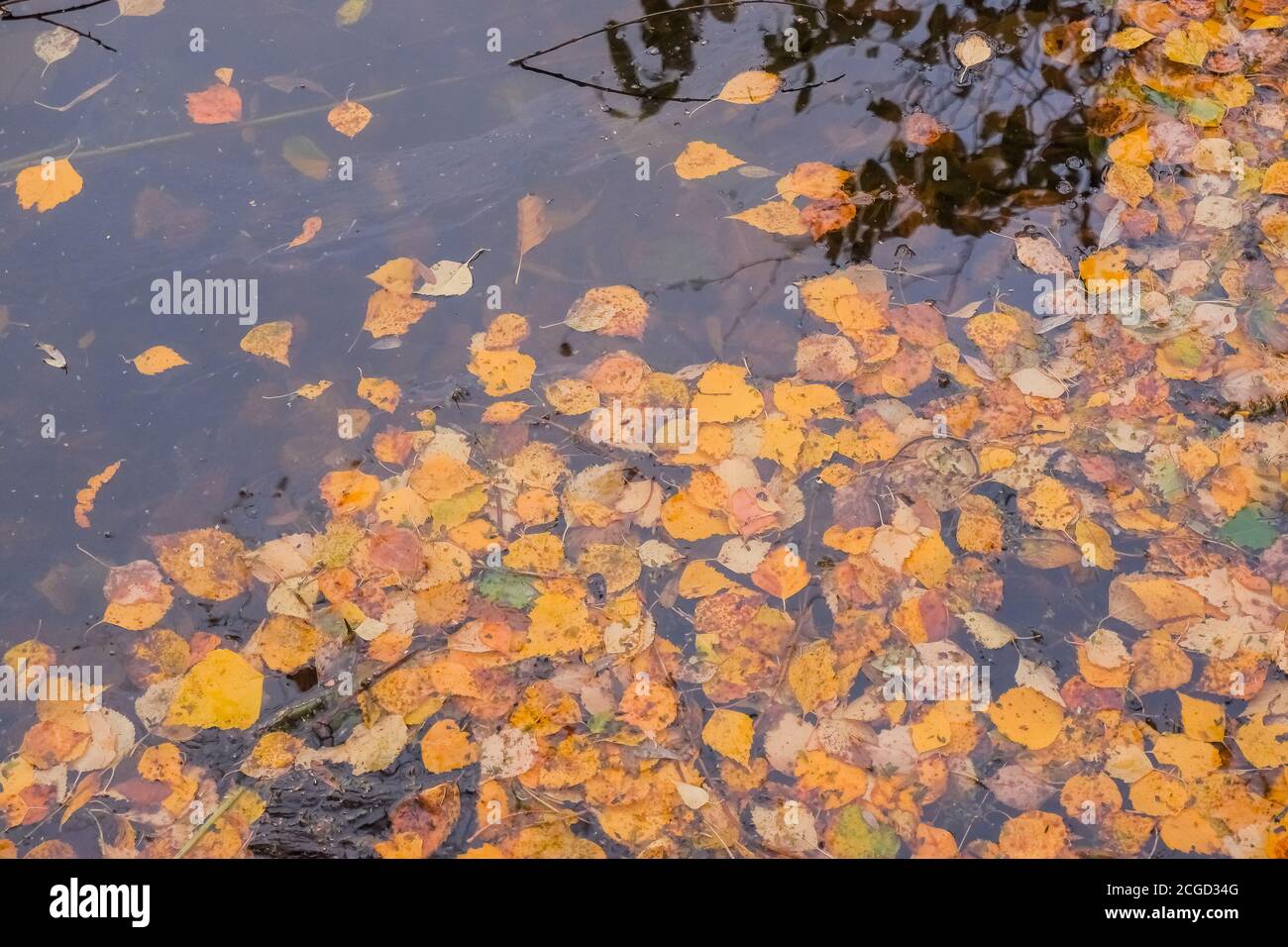 Autumn pond covered with beautiful yellow and orange leaves. Warm ...