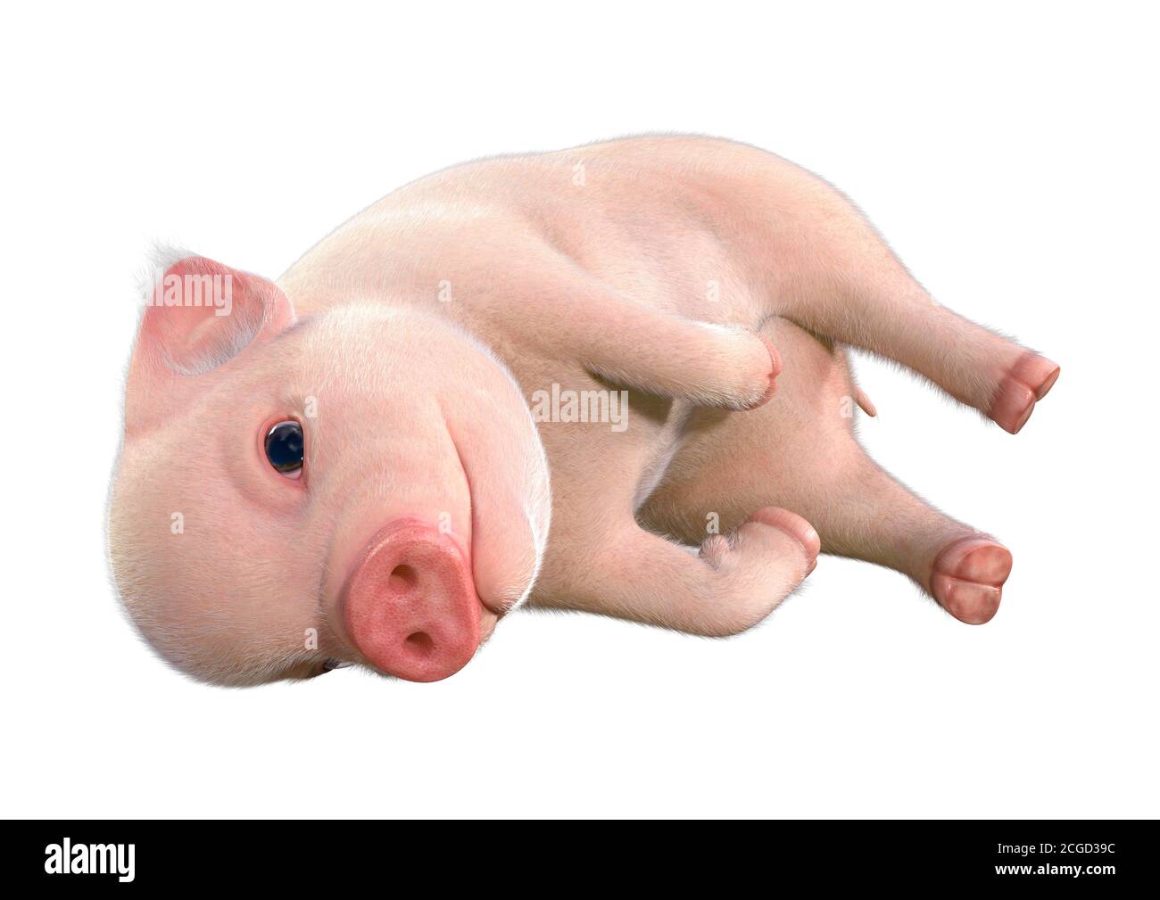 Real Piglet White Background