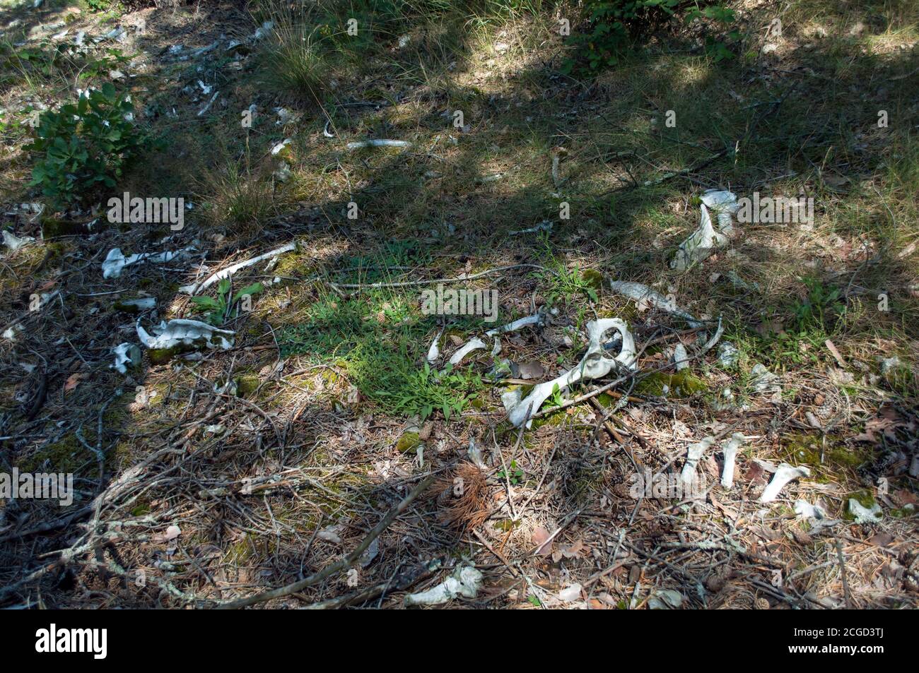 Animal decomposition hi-res stock photography and images - Alamy