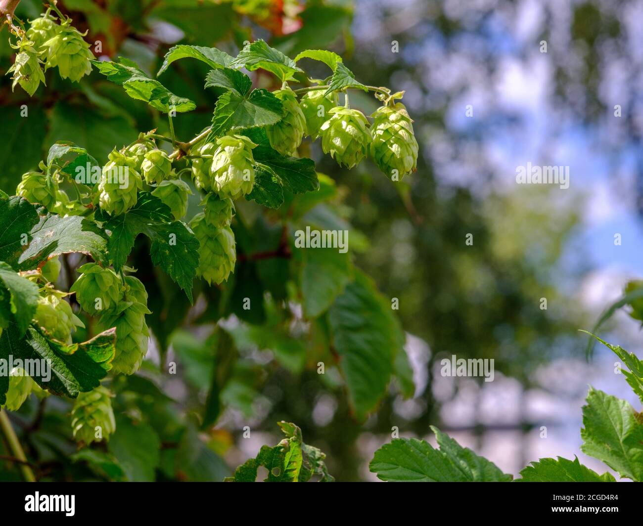 Curly cones hi-res stock photography and images - Alamy