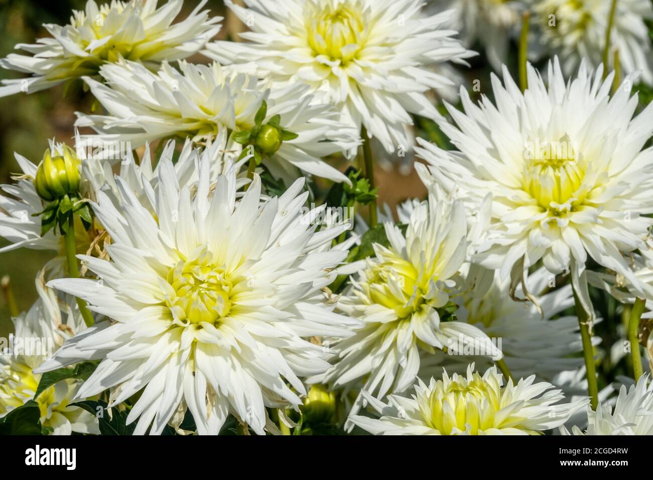 September flowers White Dahlia 'My Love' White Dahlias Large blooms ...