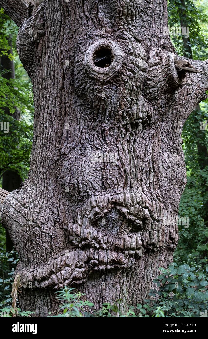An old and gnarled trunk of a tree resembles a face with 2 eyes and a ...
