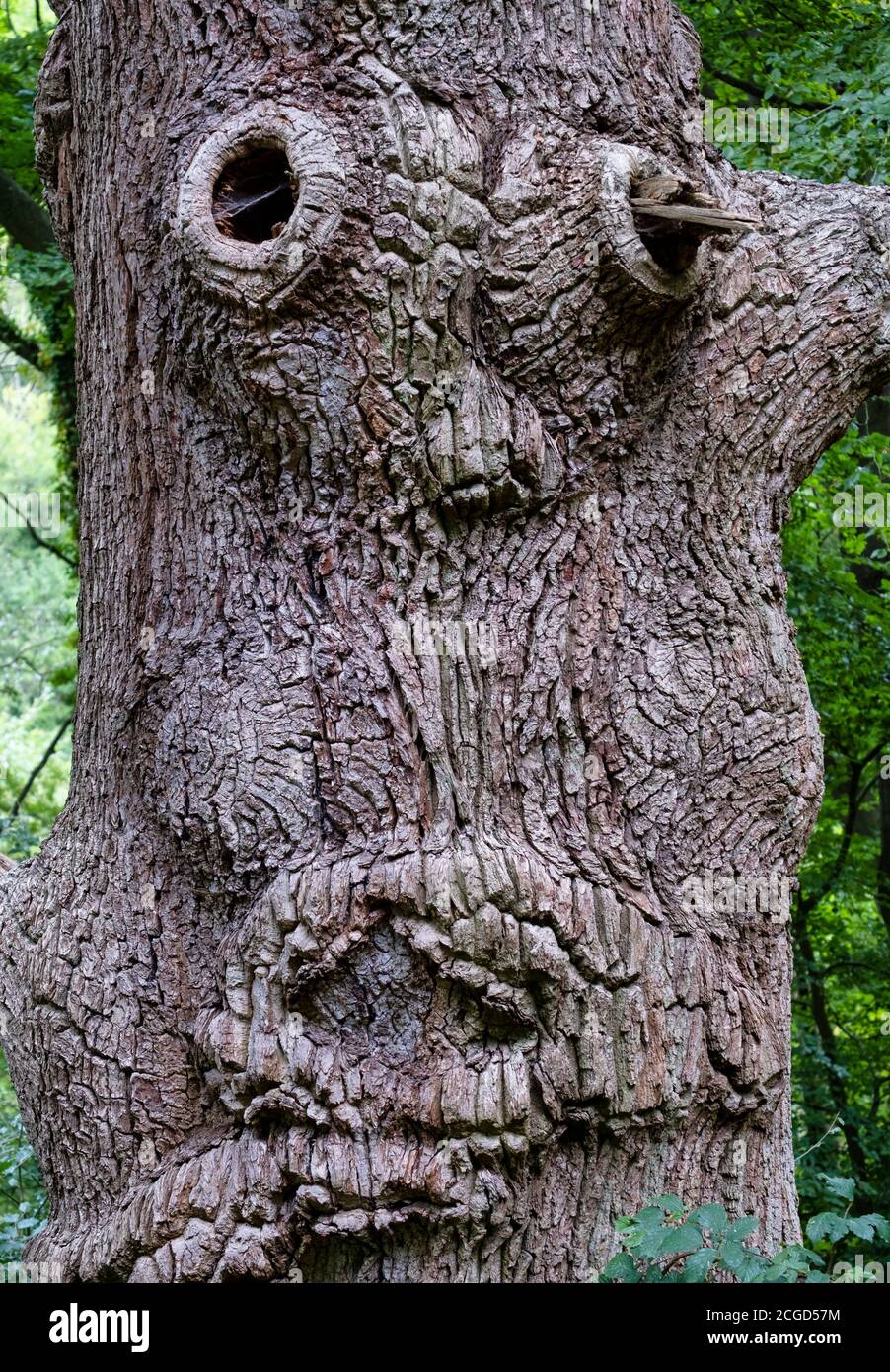 An old and gnarled trunk of a tree resembles a face with 2 eyes and a ...