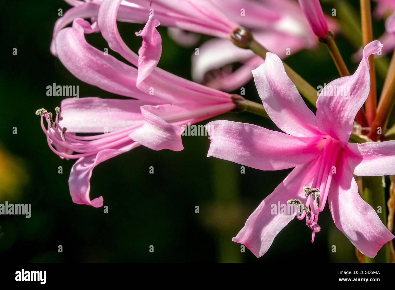 Amarine belladiva hi-res stock photography and images - Alamy