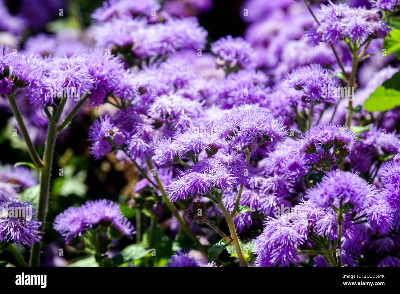 Blue ageratum plant hi-res stock photography and images - Alamy