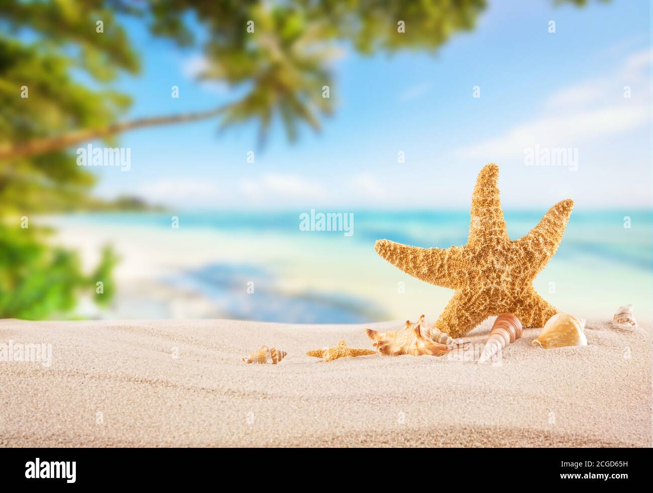 Tropical beach with sea star on sand, summer holiday background. Travel ...